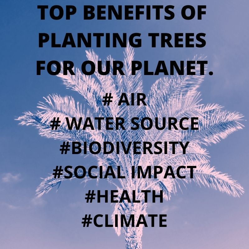 BENEFITS OF PLANTING TREES FOR OUR PLANET | EcoForce Global