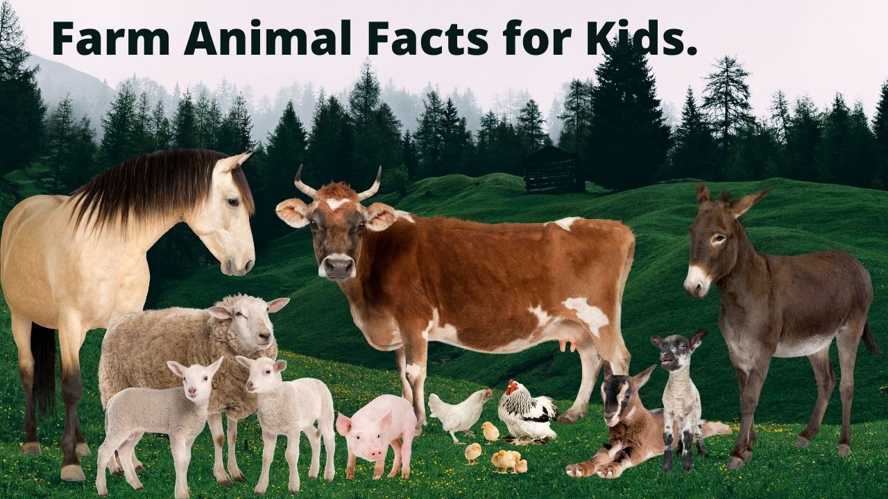 Farm animal facts | EcoForce Global